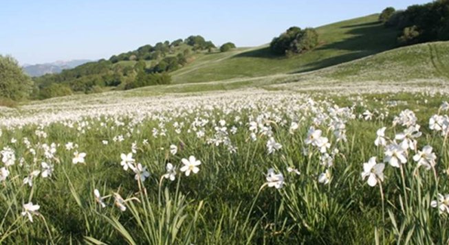 Flowering of Daffodils in Antola: the Fontanarossa Ring up to Pian ...